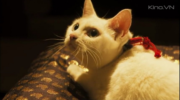 Ngắm Nhật Bản thời xưa cùng bé mèo Samurai