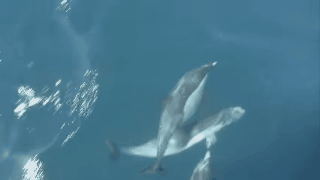 Kinh hãi trước cách đối xử của con người với cá heo