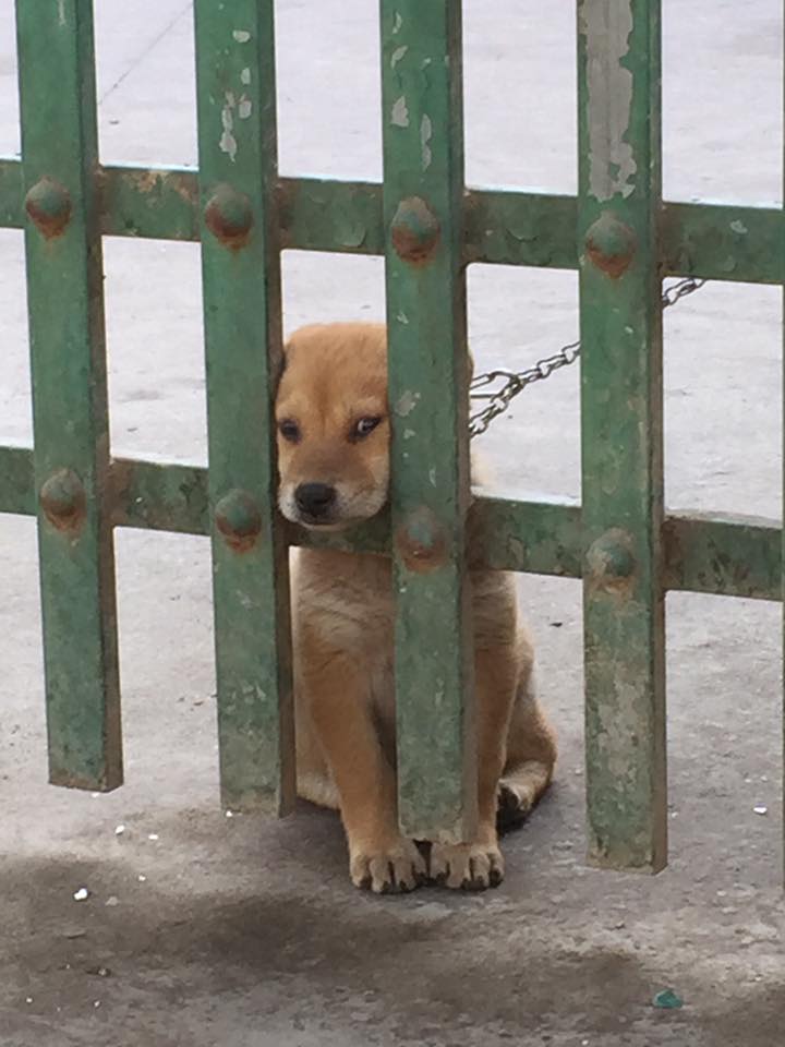 Chú chó con đáng yêu nhất định phải kiếm được chỗ dựa mới ngủ