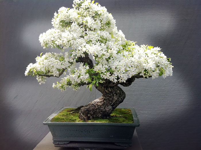 Bộ sưu tập những kiệt tác bonsai đẹp nhất thế giới