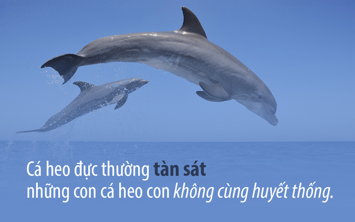 Cá heo không thông minh, đáng yêu như con người tưởng!