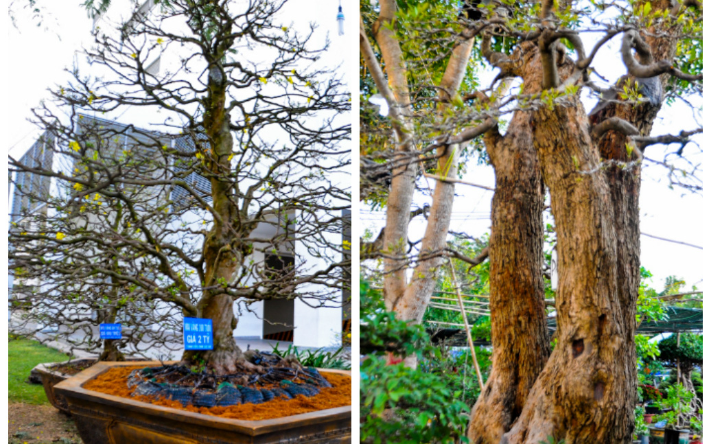 MAI, LỘC VỪNG GIÁ TIỀN TỶ, tin tức Mới nhất Ngắm dàn mai, lộc vừng trị ...