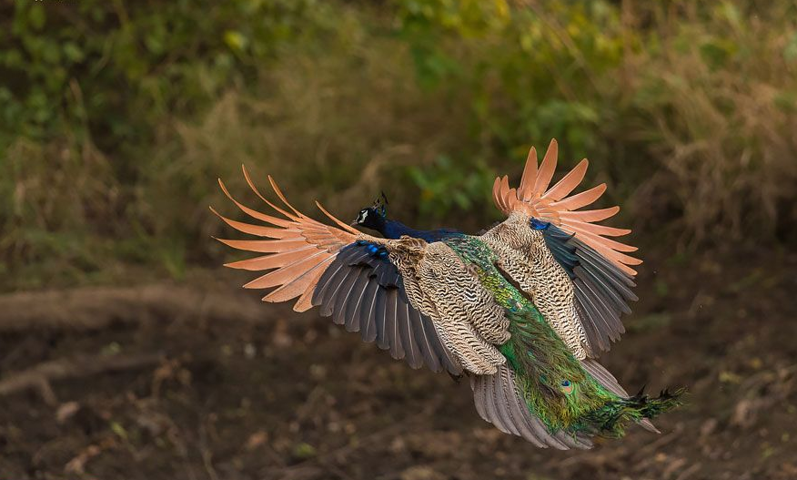 Khoảnh khắc chim công sải cánh bay trên bầu trời cực hiếm - CHIM CÔNG ...