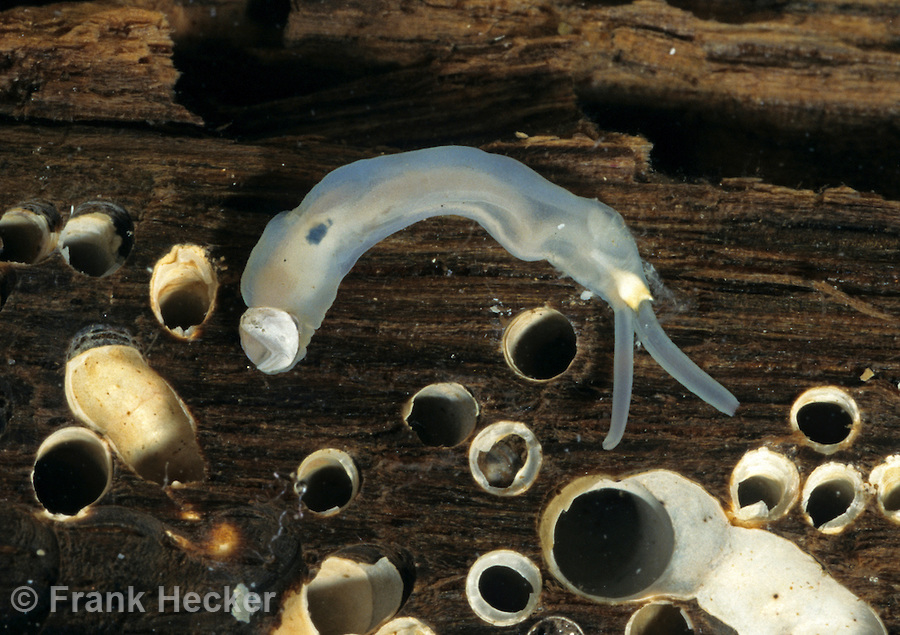 Có 1 sinh vật "khổng lồ" trốn trong thân gỗ khiến ai cũng phải khiếp sợ