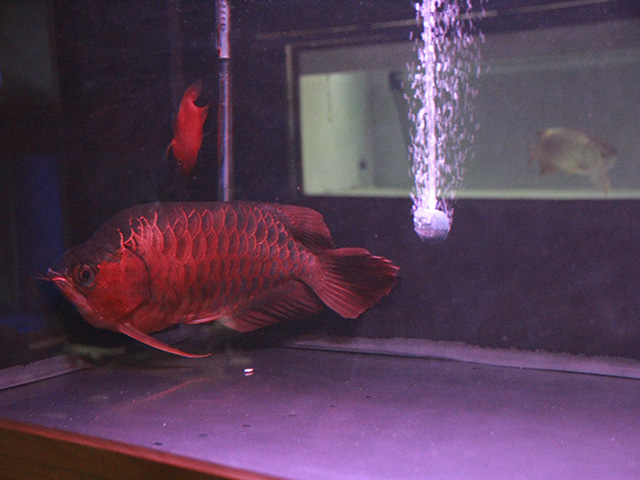 Cá rồng vàng 24K có khai sinh, đại gia sục sạo