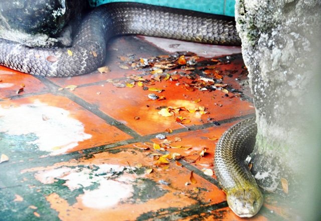 Tận thấy 4 con rắn hổ chúa "khủng" nhất trại rắn miền Tây