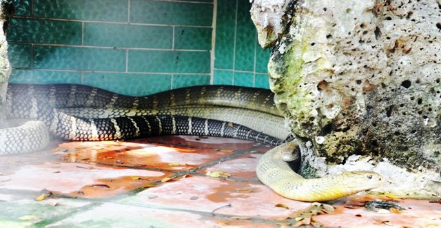 Tận thấy 4 con rắn hổ chúa "khủng" nhất trại rắn miền Tây