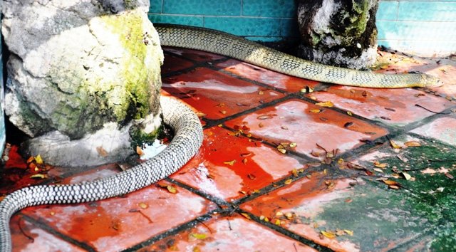 Tận thấy 4 con rắn hổ chúa "khủng" nhất trại rắn miền Tây