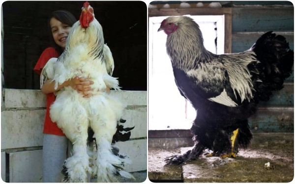 GÀ BRAHMA, tin tức Mới nhất Có thể bạn chưa biết: Con gà khổng lồ trong ...
