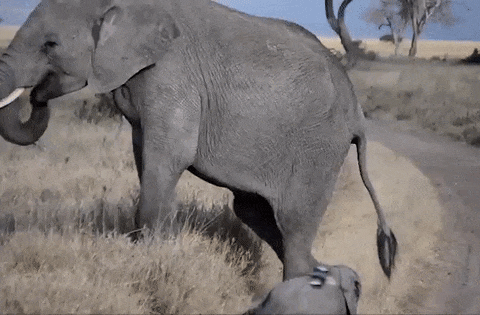 Chú voi con bày trò nằm giãy giụa giữa đường để ăn vạ bố mẹ