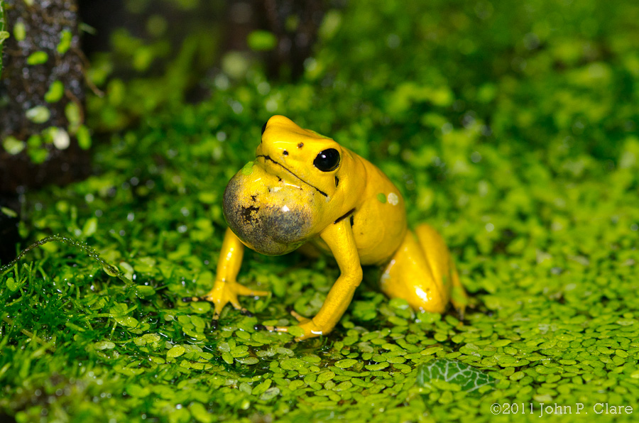 Con ếch độc bậc nhất thế giới và bí ẩn đằng sau nó cuối cùng đã được ...