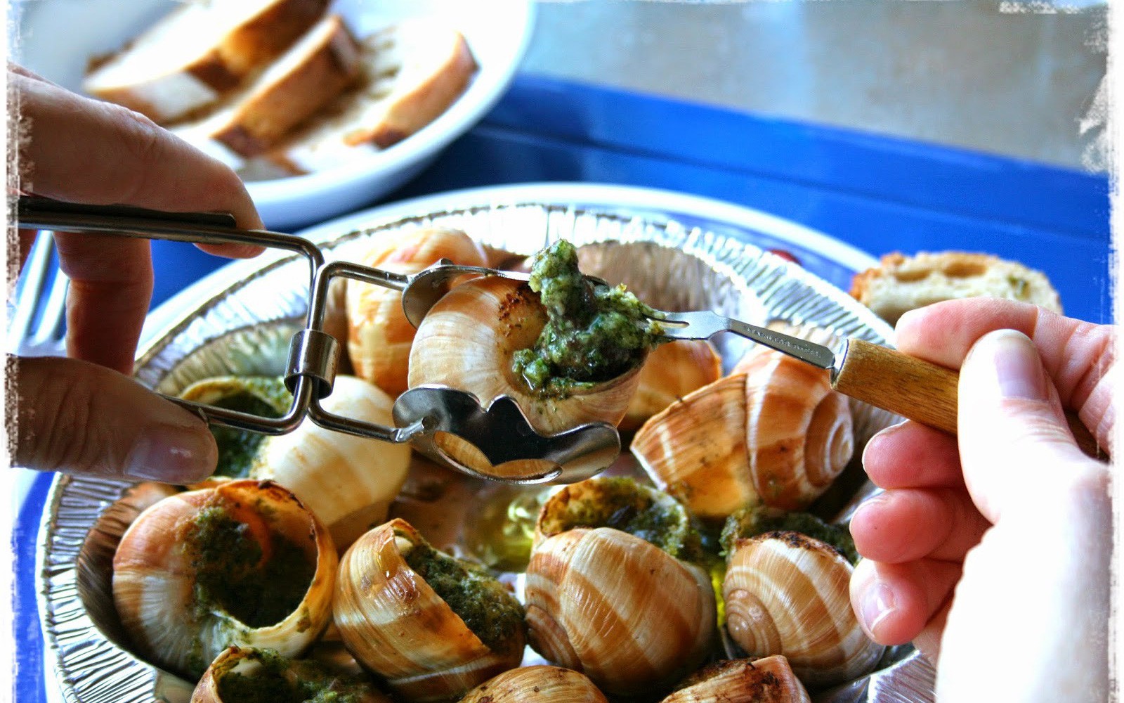 ỐC SÊN ESCARGOT PHÁP, tin tức Mới nhất Không ngờ ốc sên chúng ta coi là ...