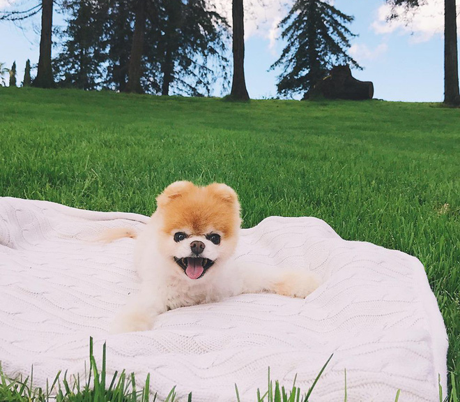 Chú mèo ‘Chó’ ở Hải Phòng nổi tiếng cũng chưa bằng con chó có 16 triệu ...