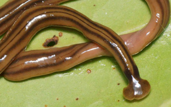 GIUN KHỔNG LỒ, tin tức Mới nhất Giới khoa học Pháp sửng sốt khi nhận ra ...