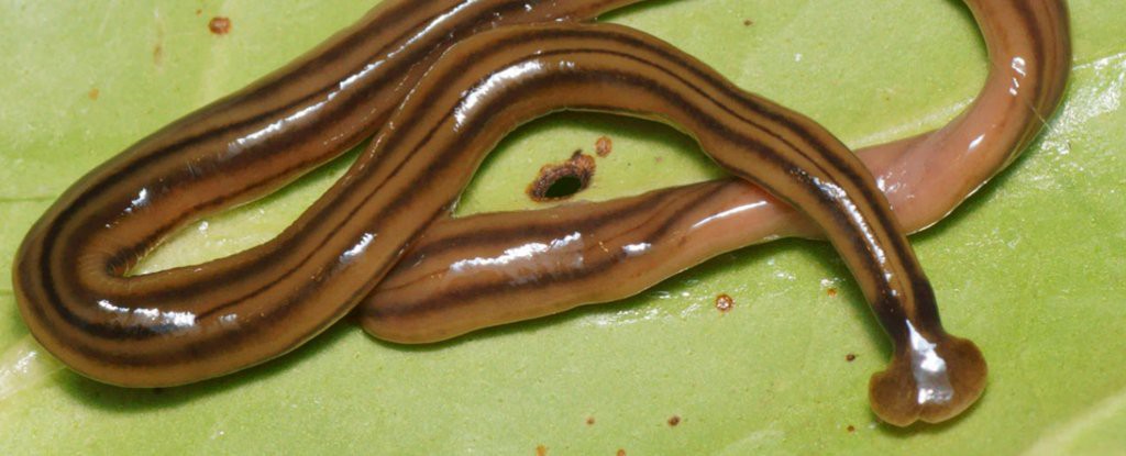 Khoa học Pháp sửng sốt khi nhận ra cả quốc gia đang bị giun khổng lồ ...