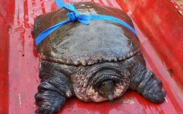 CON BA BA 18KG BÁN ĐƯỢC GẦN 20 TRIỆU ĐỒNG, tin tức Mới nhất Kiên Giang ...