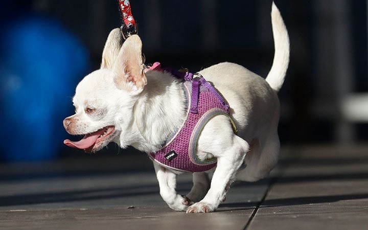 Chiêm ngưỡng "dung nhan" chú chó xấu nhất thế giới năm 2018