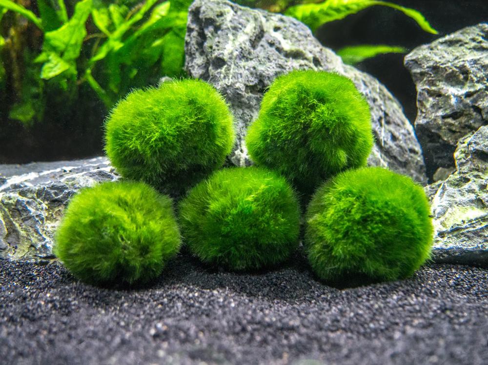 Những quả "bóng rêu" Marimo linh vật của người Nhật có một vũ điệu rất ...