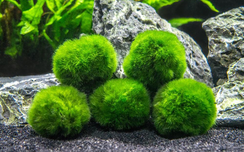 TẢO MARIMO, tin tức Mới nhất Những quả "bóng rêu" Marimo - linh vật của ...