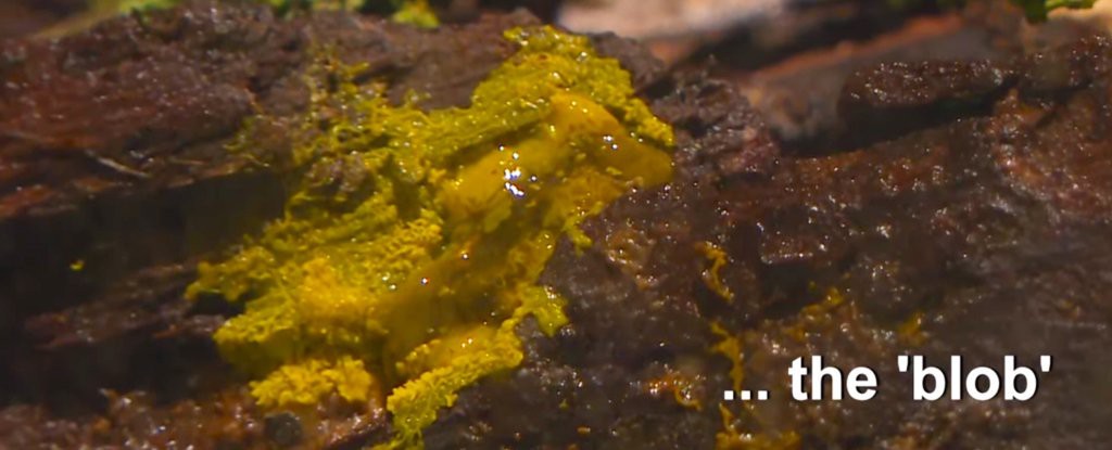 Cuối cùng chúng ta cũng biết danh tính thực sự của "The Blob" - quái ...