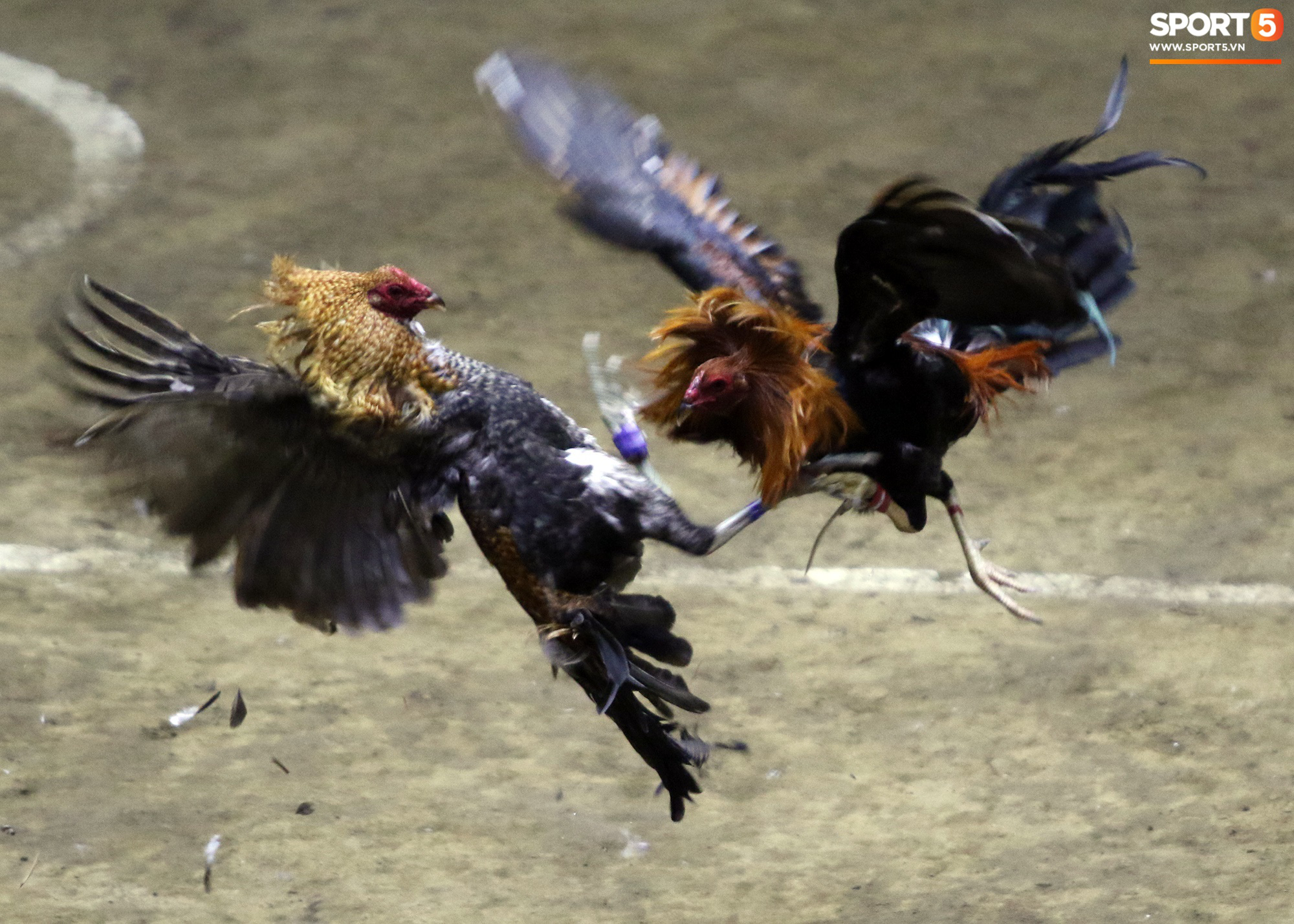 Đá gà, chọi gà: Chiêm ngưỡng vẻ đẹp của môn thể thao "quốc dân" 6.000 ...