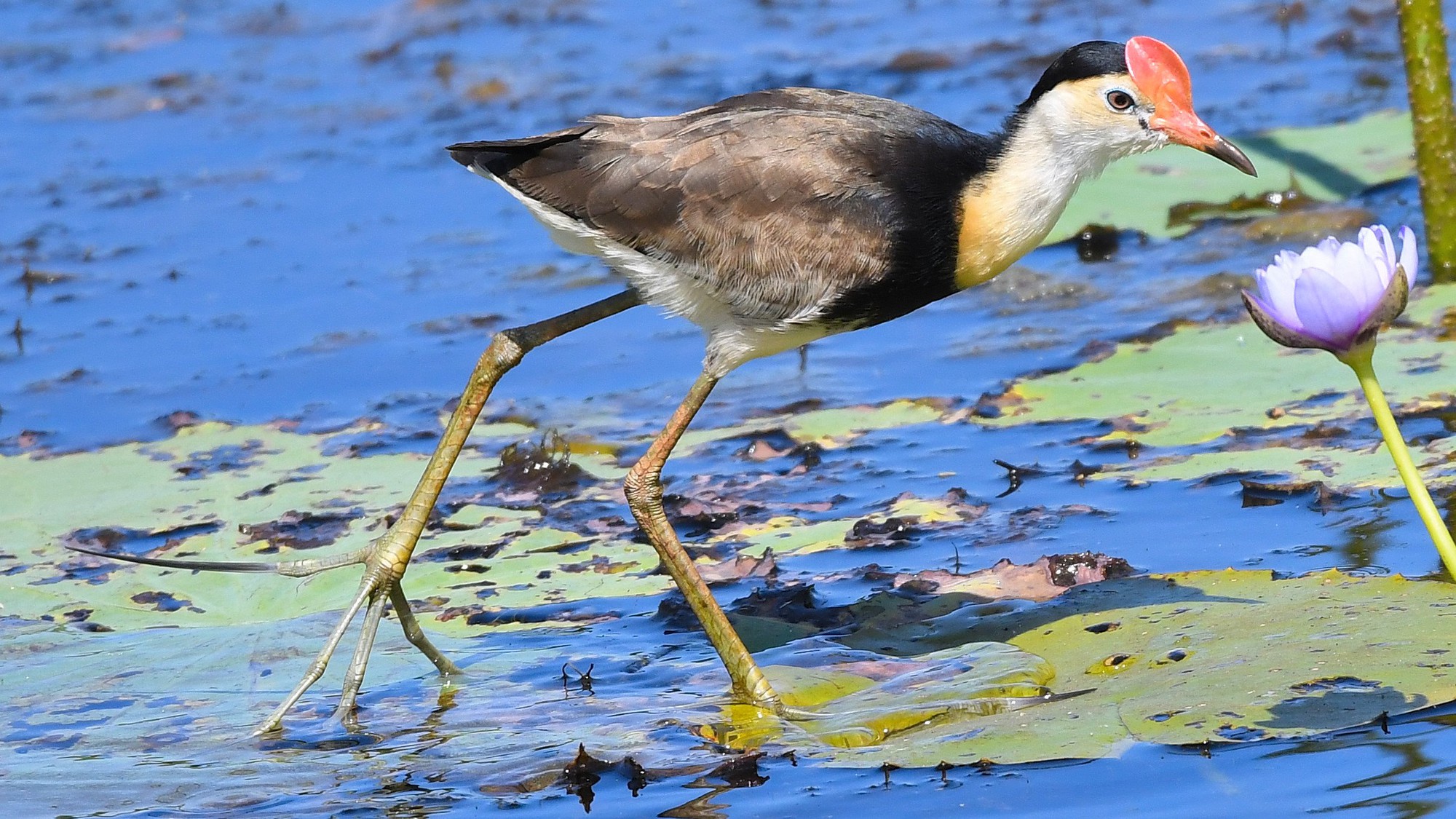 Netizens Were Shocked When They Saw The Bird With 10 Legs Srody Netizens Were Shocked When They Saw The Bird With 10 Legs Srody