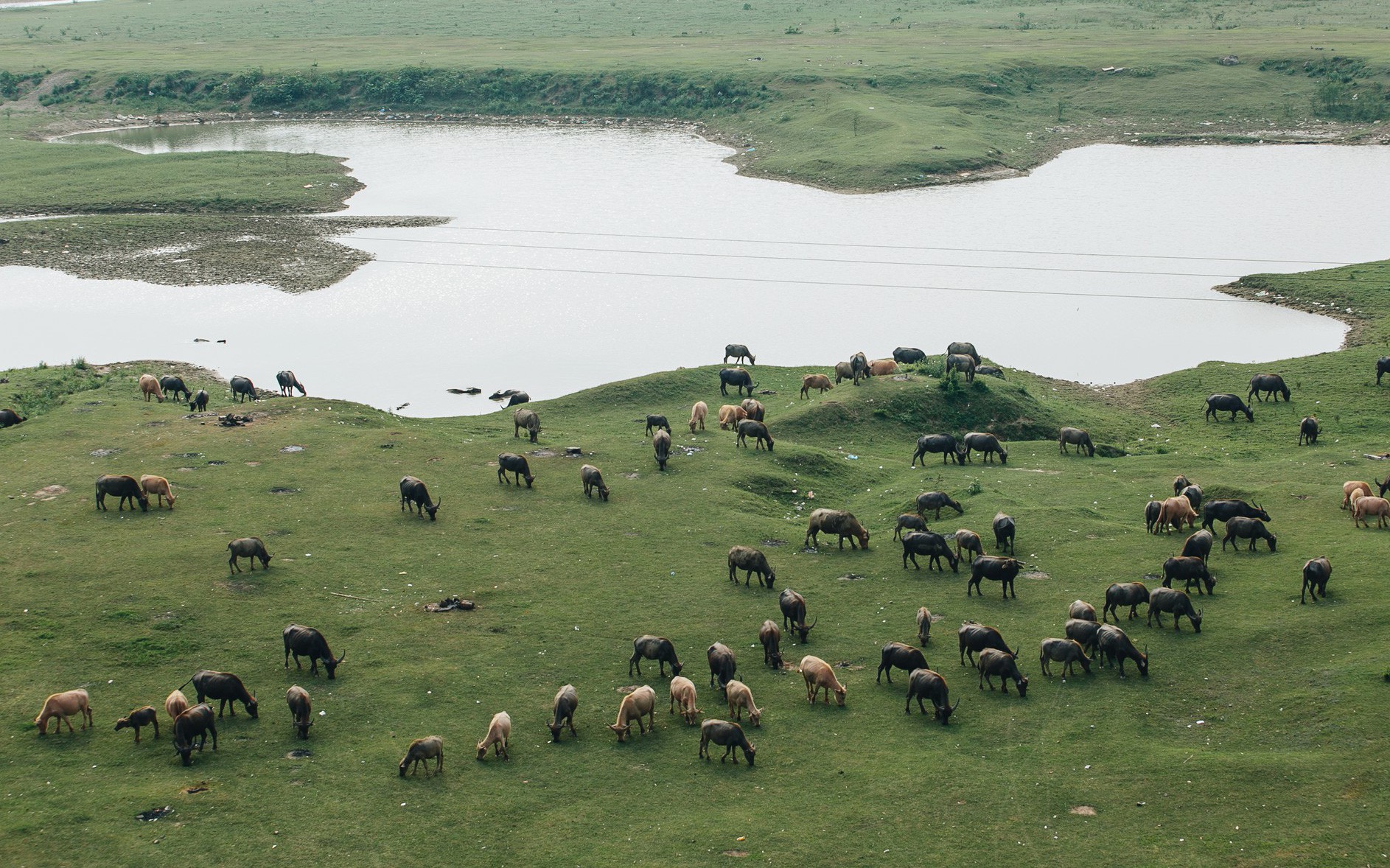 ĐÀN TRÂU Ở HÀ NỘI, tin tức Mới nhất Cận cảnh đàn trâu 200 con giữa lòng ...