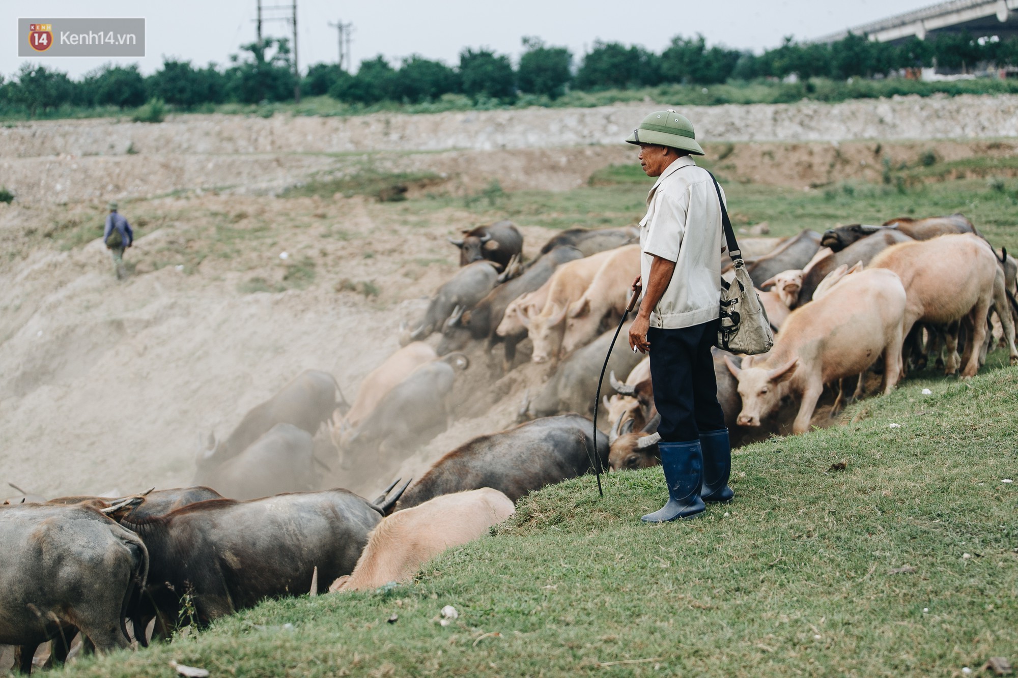 Đàn trâu 200 con giữa lòng Thủ đô