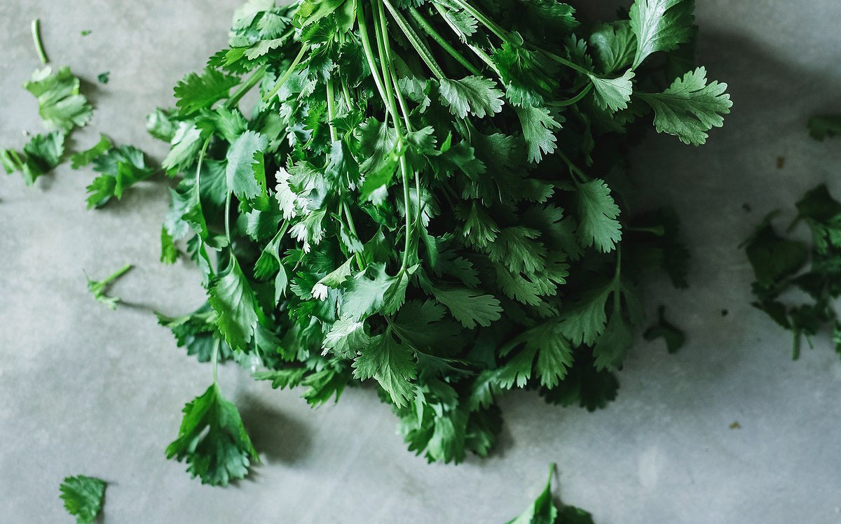 SNACK RAU NGÒ, tin tức Mới nhất Loại rau thơm nhỏ bé này của Việt Nam ...