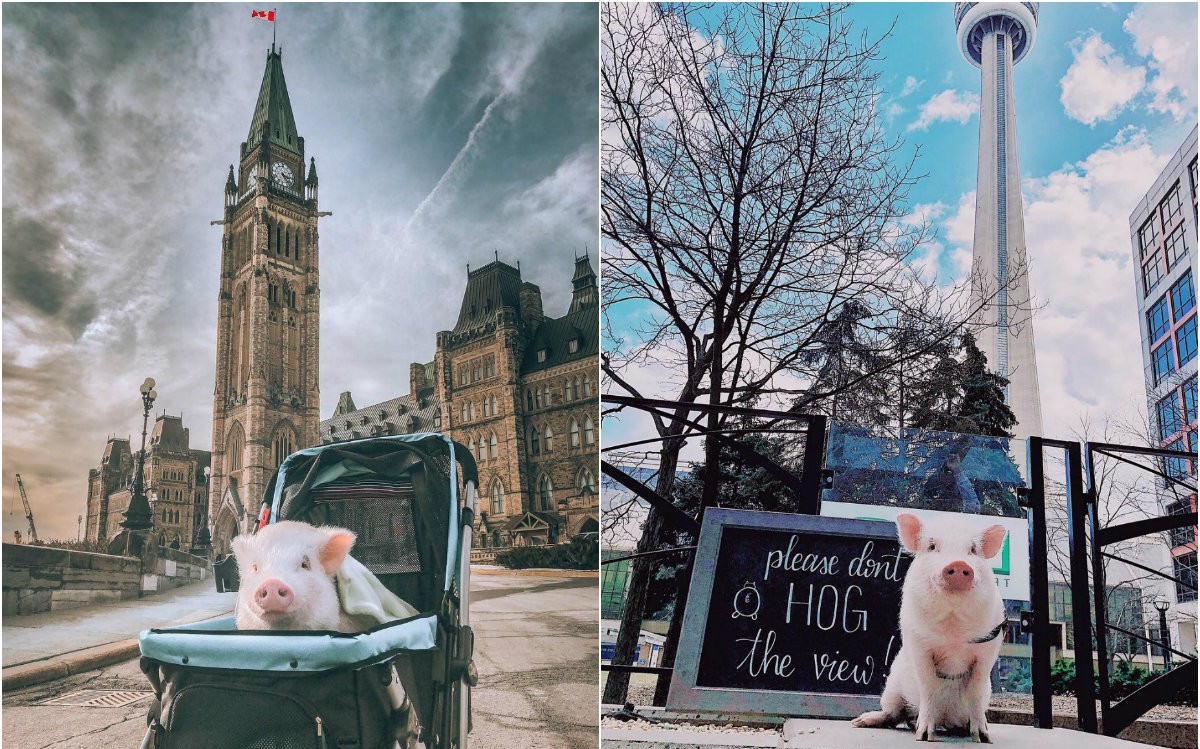 HEO MINI, tin tức Mới nhất Cảm giác ghen tị là khi bạn phải đi làm vào ...