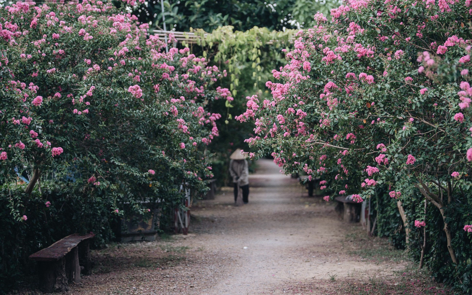 CON ĐƯỜNG HOA, tin tức Mới nhất Chùm ảnh: Con đường ở Hà Nội được tạo ...