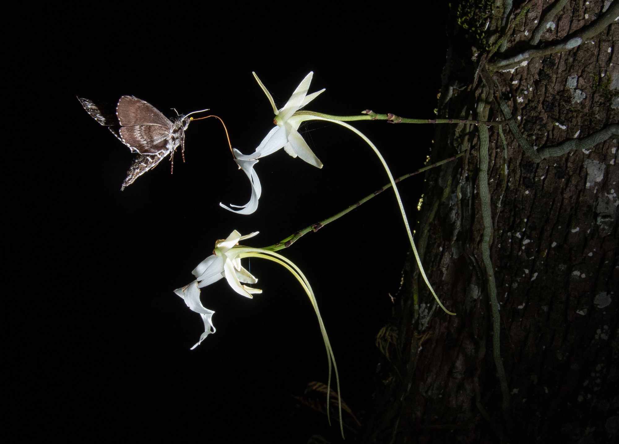 "Phong lan ma" - loài hoa hiếm bậc nhất thế giới với cái tên đầy ma mị ...