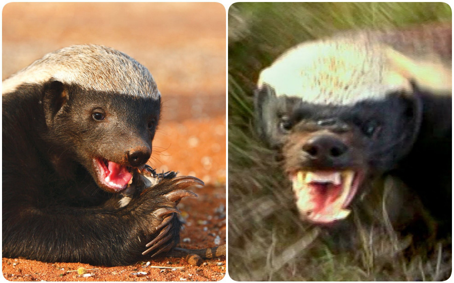 SỰ THẬT VỀ LỬNG MẬT, tin tức Mới nhất Quiz: Đây là những sự thật bạn ...