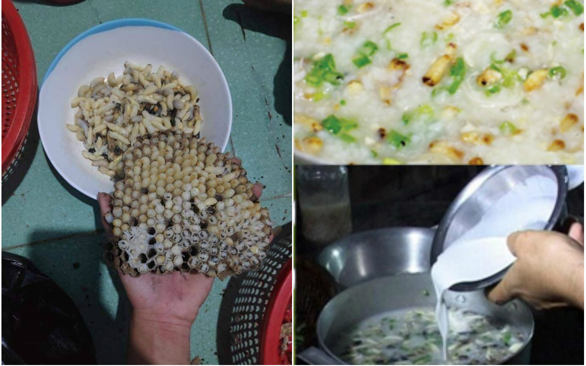 CHÁO NHÔNG ONG, tin tức Mới nhất Thấy người miền Tây bắt nhộng ong để ...