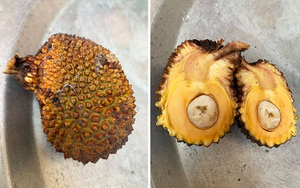 MÍT ĐIẾC, tin tức Mới nhất Mít cũng có “quả this quả that”: Bổ ra chỉ ...