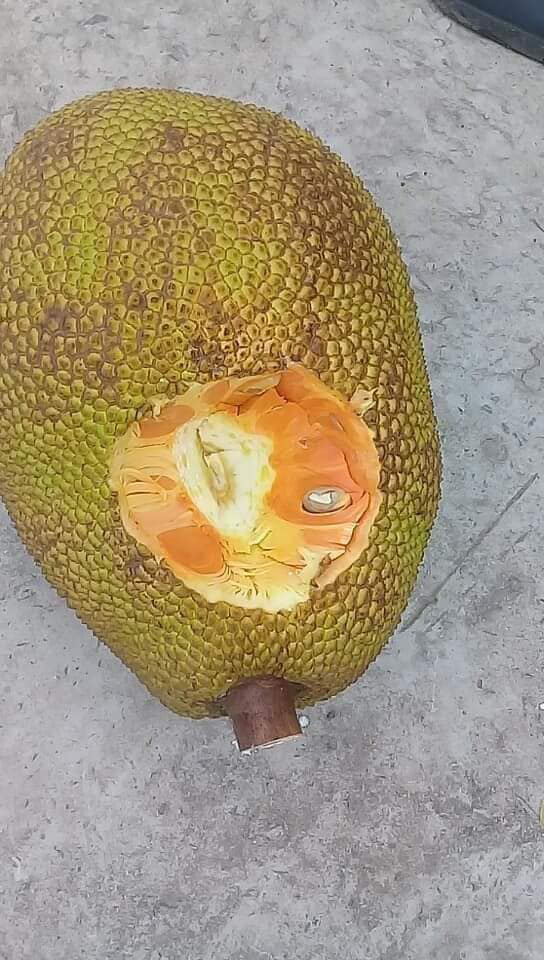 Lạ miệng mít ruột đỏ múi to dày, thơm ngọt có giá 120 ngàn đồng/kg vẫn ...