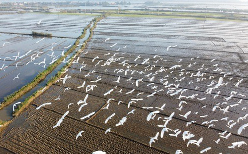 CẤM SĂN BẮT CHIM TRỜI, tin tức Mới nhất Thừa Thiên - Huế ra chỉ thị cấm ...