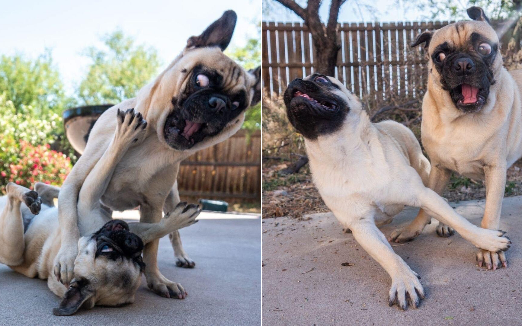 CHÓ PUG, tin tức Mới nhất Hai anh em chó pug bỗng dưng nổi tiếng nhờ ...