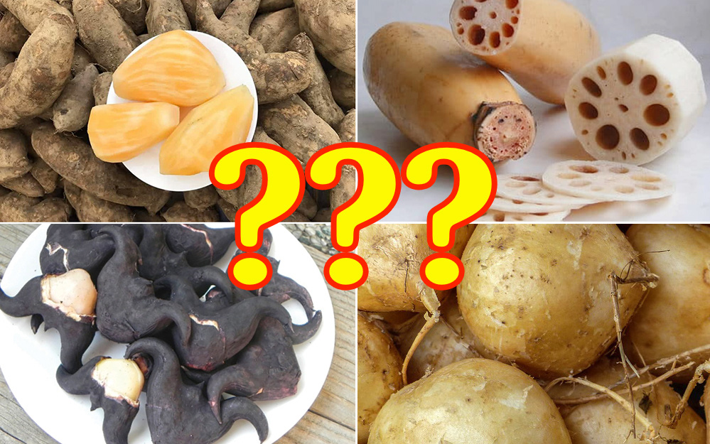 CỦ SÂM ĐẤT, tin tức Mới nhất Việt Nam có rất nhiều loại củ lạ mà chưa ...