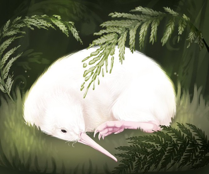 Con chim trắng chết trên bàn mổ khiến cả New Zealand tiếc thương