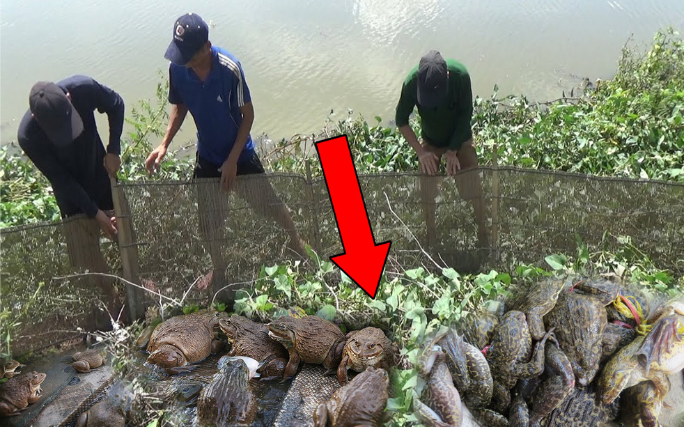 BẮT ẾCH, tin tức Mới nhất Cắm cọc để giăng hàng rào gần bờ ao, nhóm ...