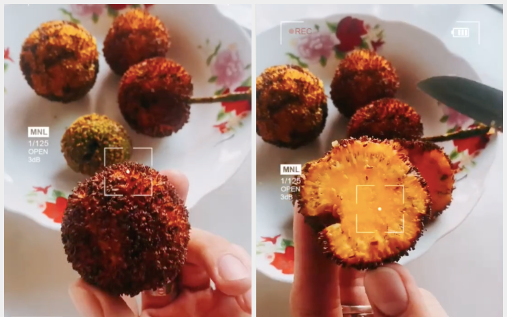 QUẢ GÁO, tin tức Mới nhất Đi miền Tây chơi được bạn cho một loại quả lạ ...