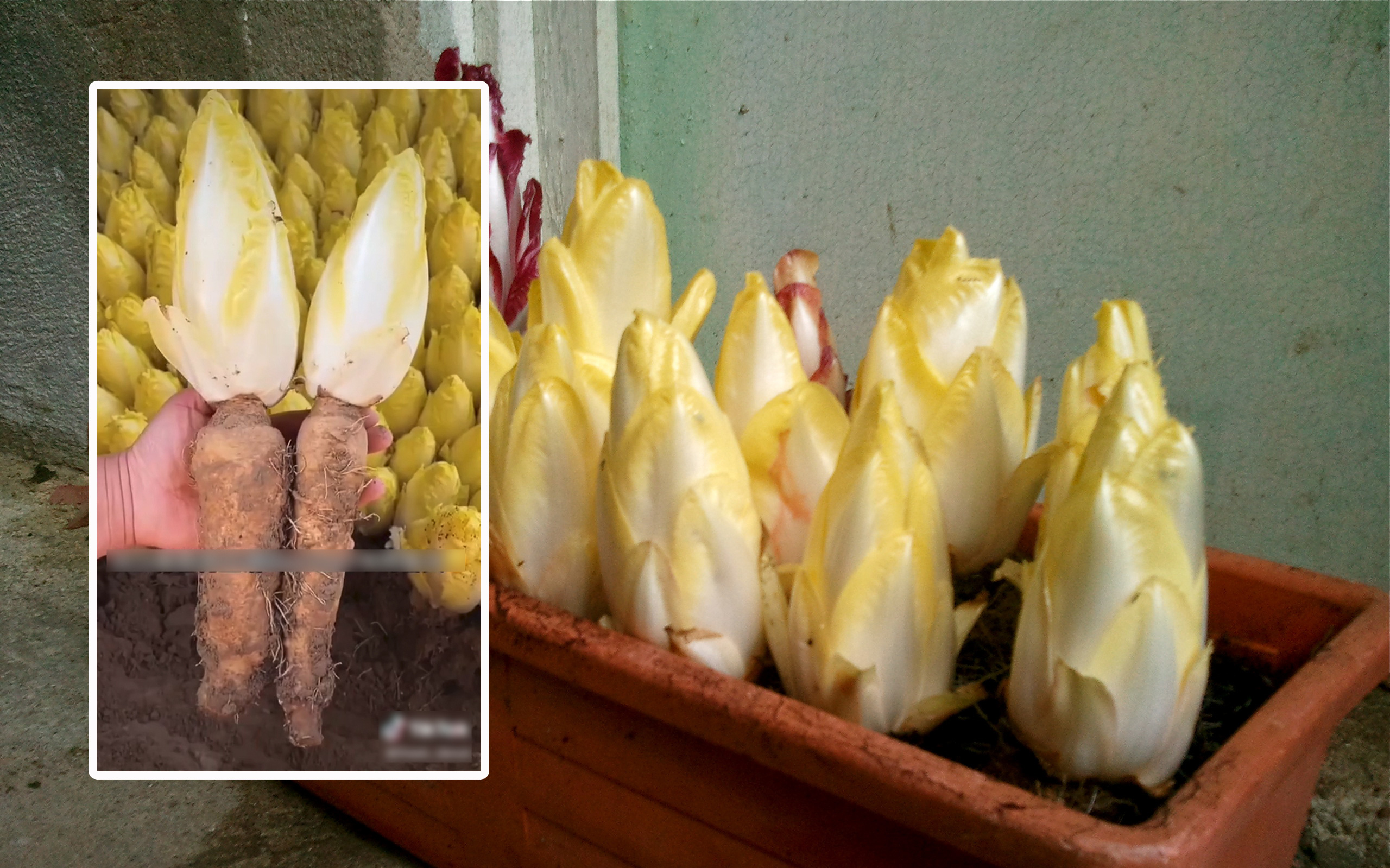 RAU CHICORY, tin tức Mới nhất Dân mạng tranh cãi về cây cải thảo mọc ra ...
