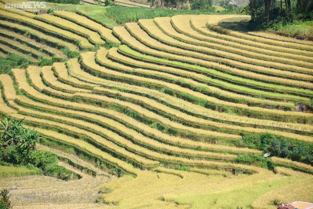 Ngắm cánh đồng lúa chín vàng tuyệt đẹp trên lưng chừng núi ở Quảng Ninh