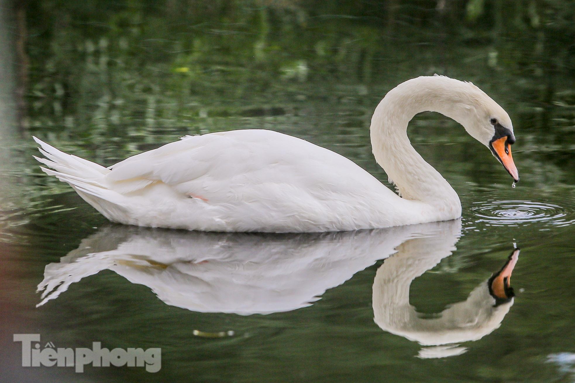 Cận cảnh những con thiên nga còn sót lại ở hồ Thiền Quang