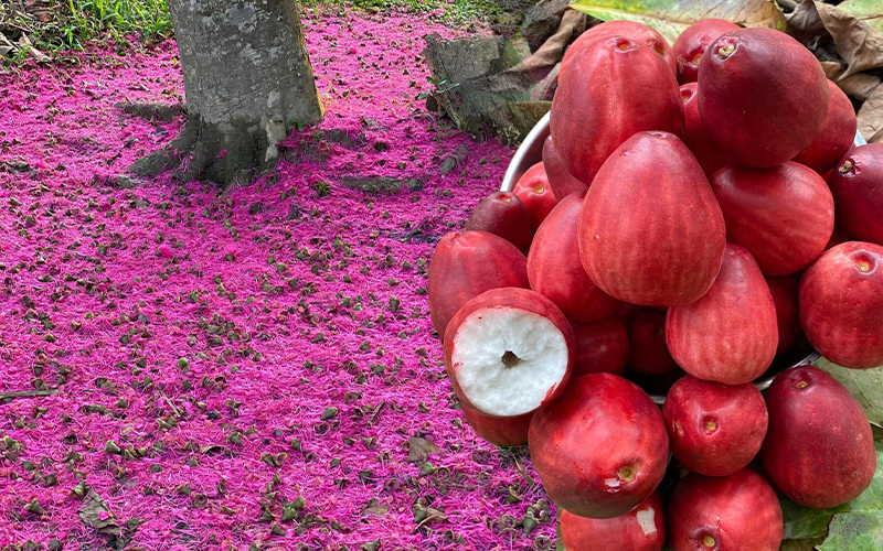 TRÁI ĐIỀU, tin tức Mới nhất Món đặc sản miền Tây hồng rực cả một vùng ...