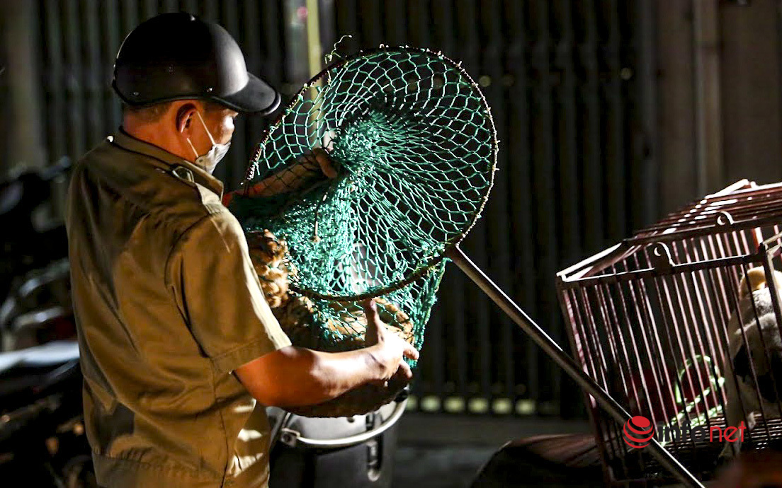 Bắt chó thả rông trên đường phố Hà Nội