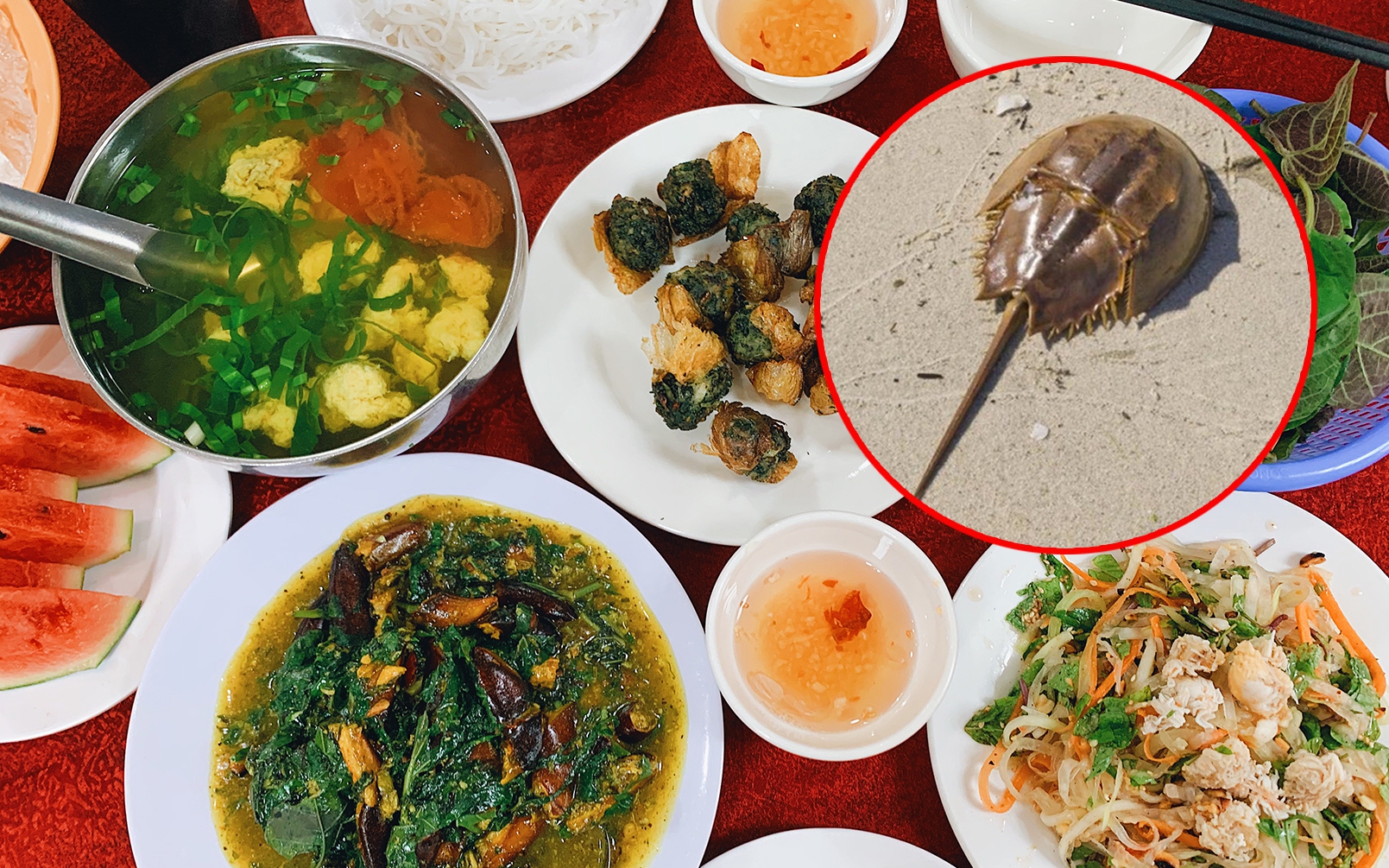 SAM BIỂN, tin tức Mới nhất Món hải sản quý có ở rất nhiều vùng biển ...