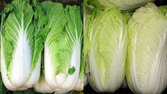 Rau cải thảo nên mua loại xanh hay trắng mới tốt? Cải thảo có dấu hiệu ...