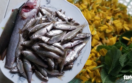 CÁ MIỀN TÂY, tin tức Mới nhất Nước nổi, chỉ với cá linh, bà con miền ...